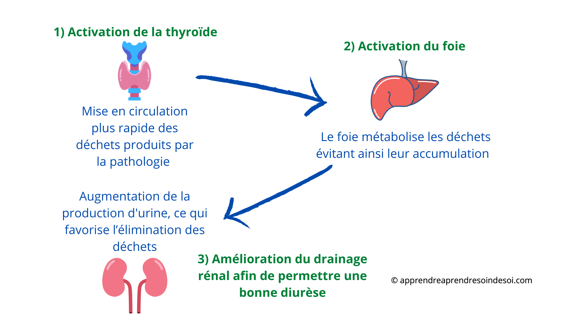 Fonction Rénale : 5 conseils efficaces pour protéger vos reins ...